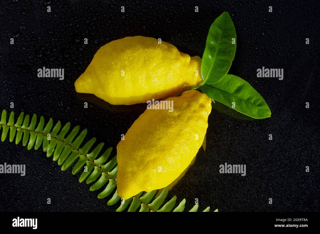 Large yellow lemons with green leaves on a black background and water ...