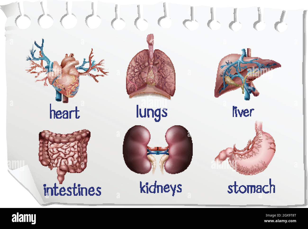 Medical chart paper Cut Out Stock Images & Pictures - Alamy