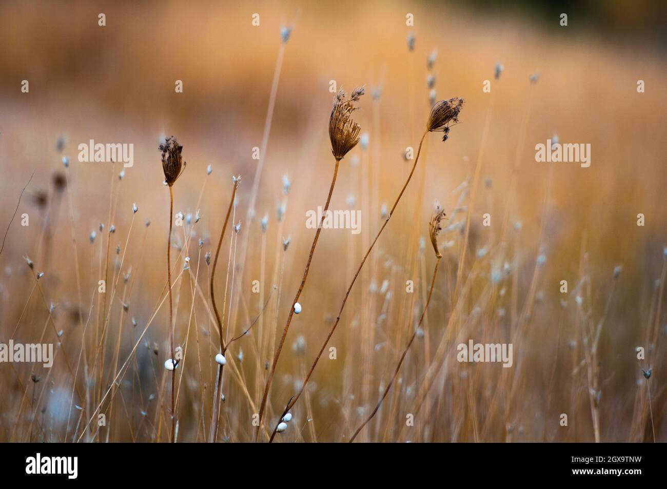 Dried grass grows in the field Stock Photo - Alamy