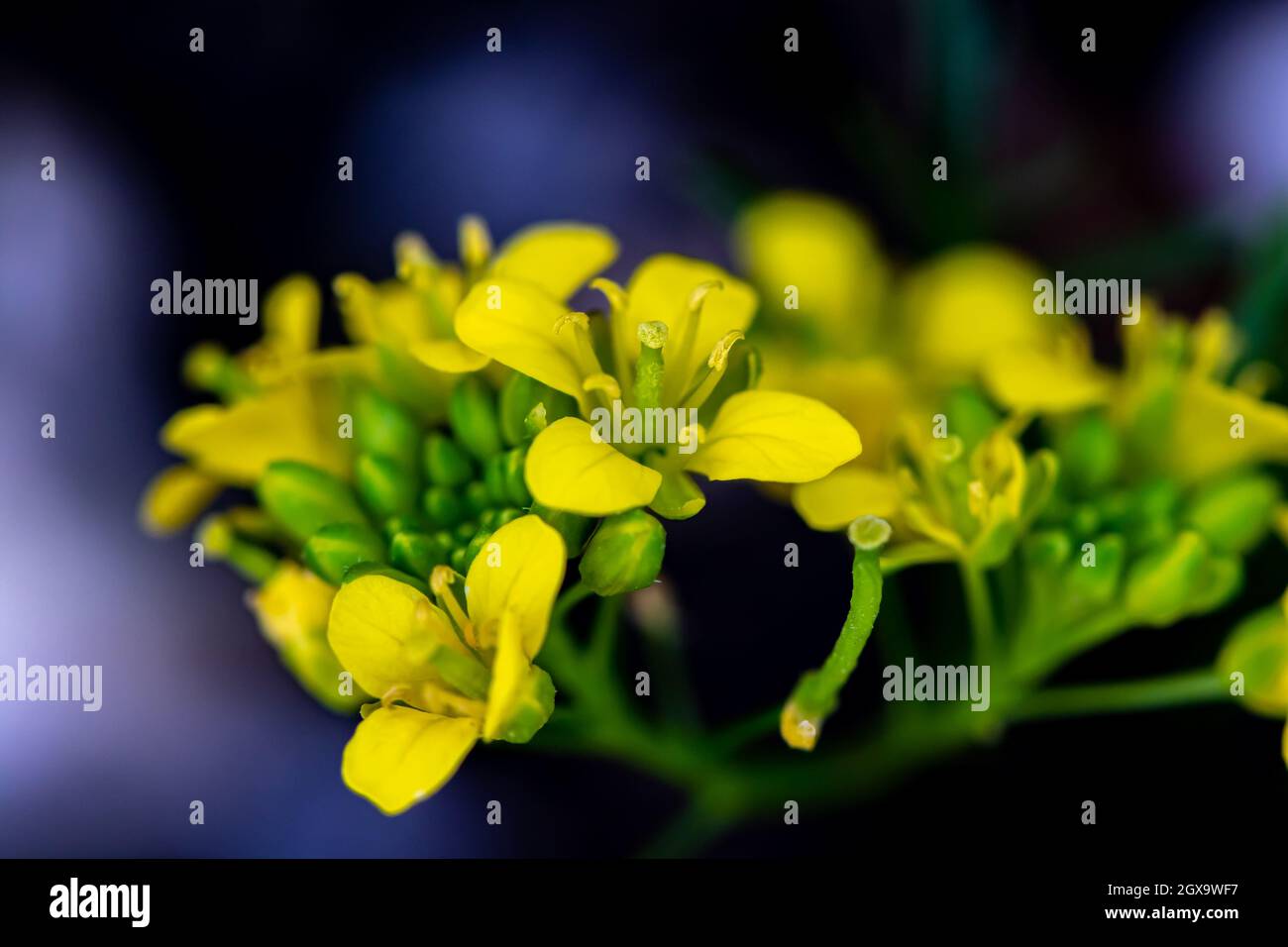 Rorippa amphibia flower growing in field, close up Stock Photo - Alamy
