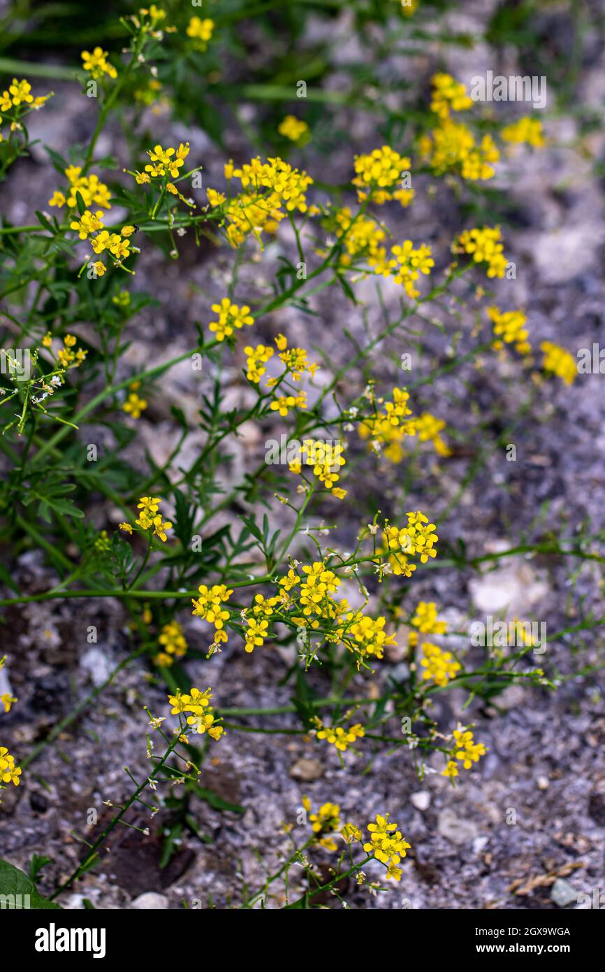 Rorippa amphibia flower growing in field, close up shoot Stock Photo ...