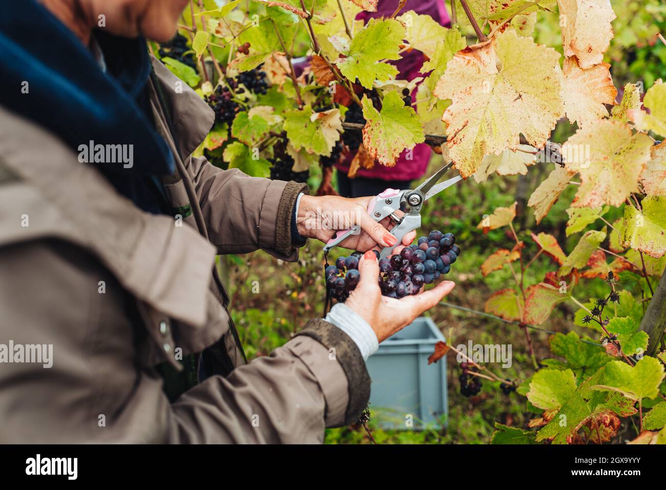 REMICH, LUXEMBOURG-OCTOBER 2021: Reportage at the seasonal Pinot Noir grapes harvesting in the ...