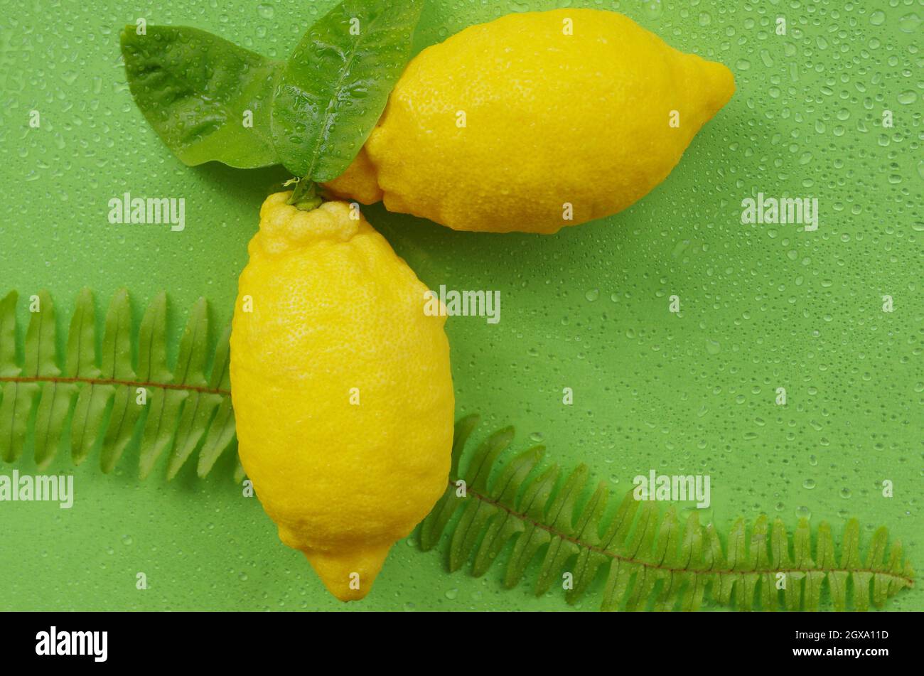 Large yellow lemons with green leaves and a fern leaf on a green ...