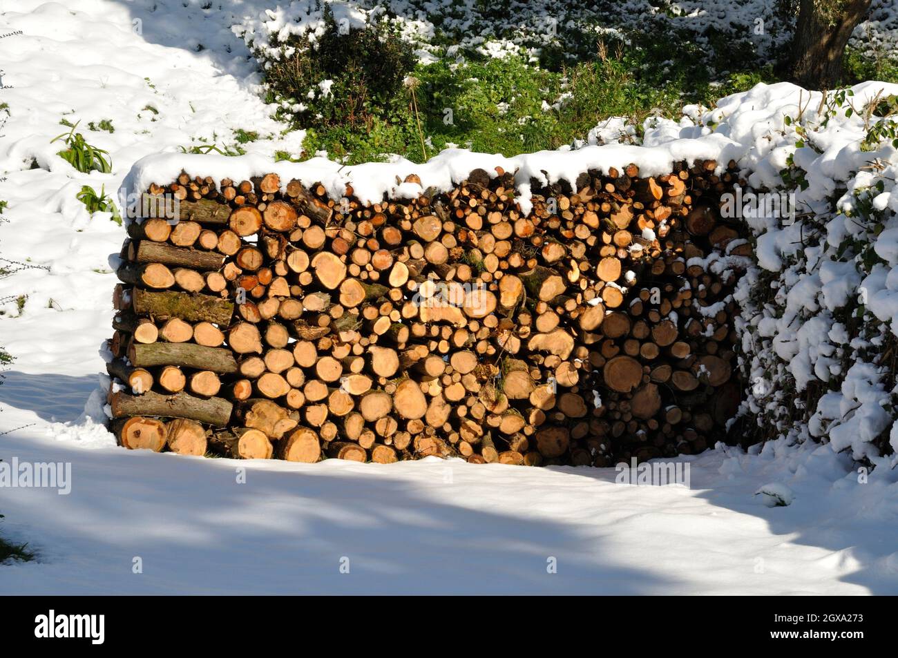 Pile of wood covered in snow Stock Photo - Alamy