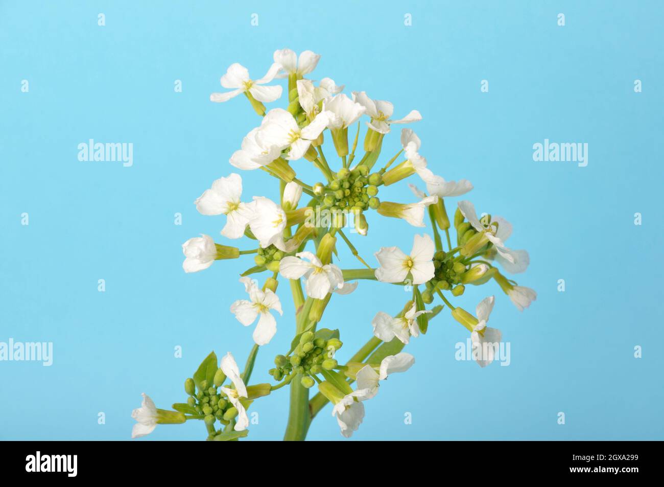 Use of fertilizer in mustard crop hi-res stock photography and images ...