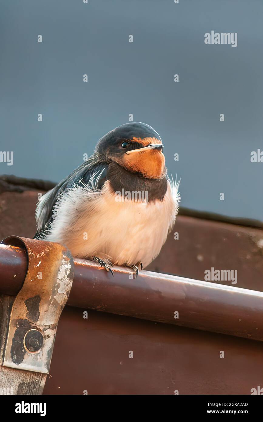 a young barn swallow at feeding Stock Photo - Alamy