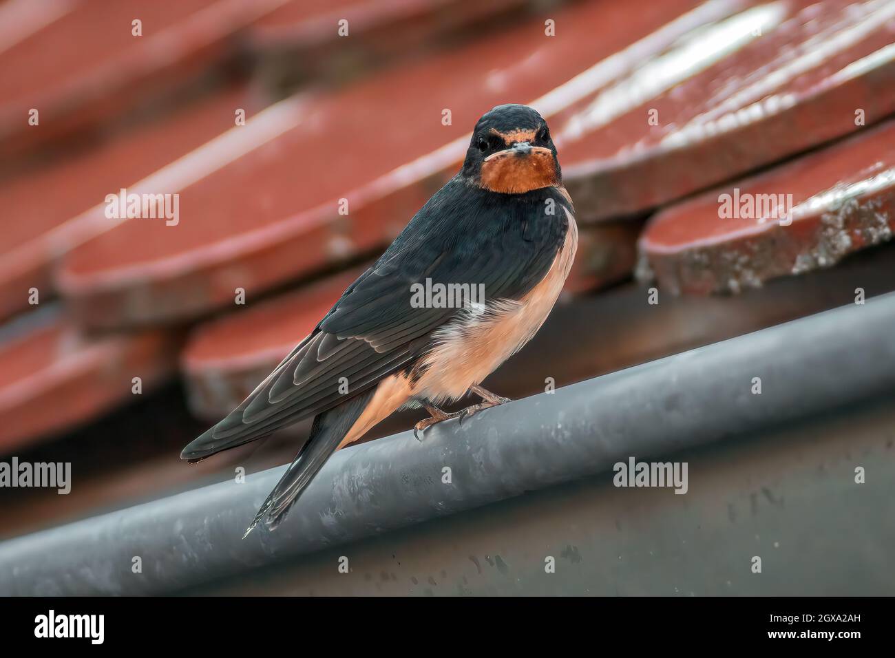 a young barn swallow at feeding Stock Photo - Alamy