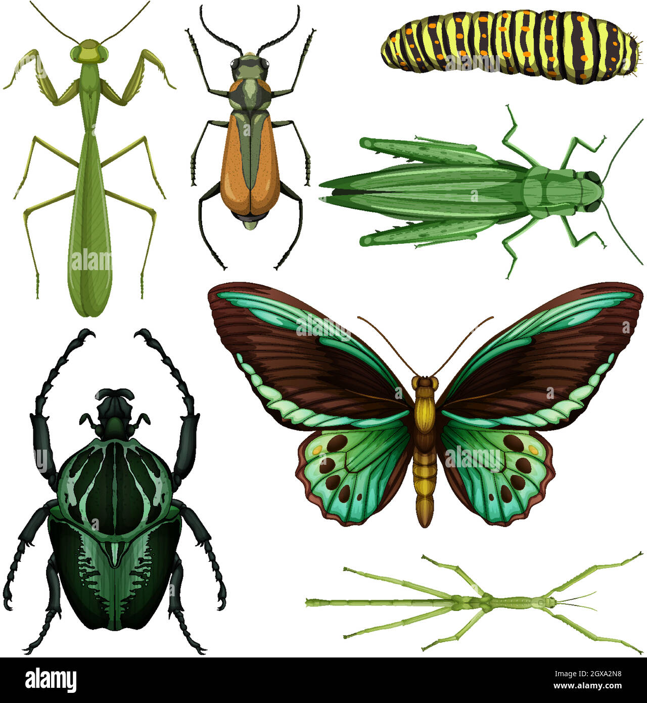 Set of different insects on white background Stock Vector Image & Art ...