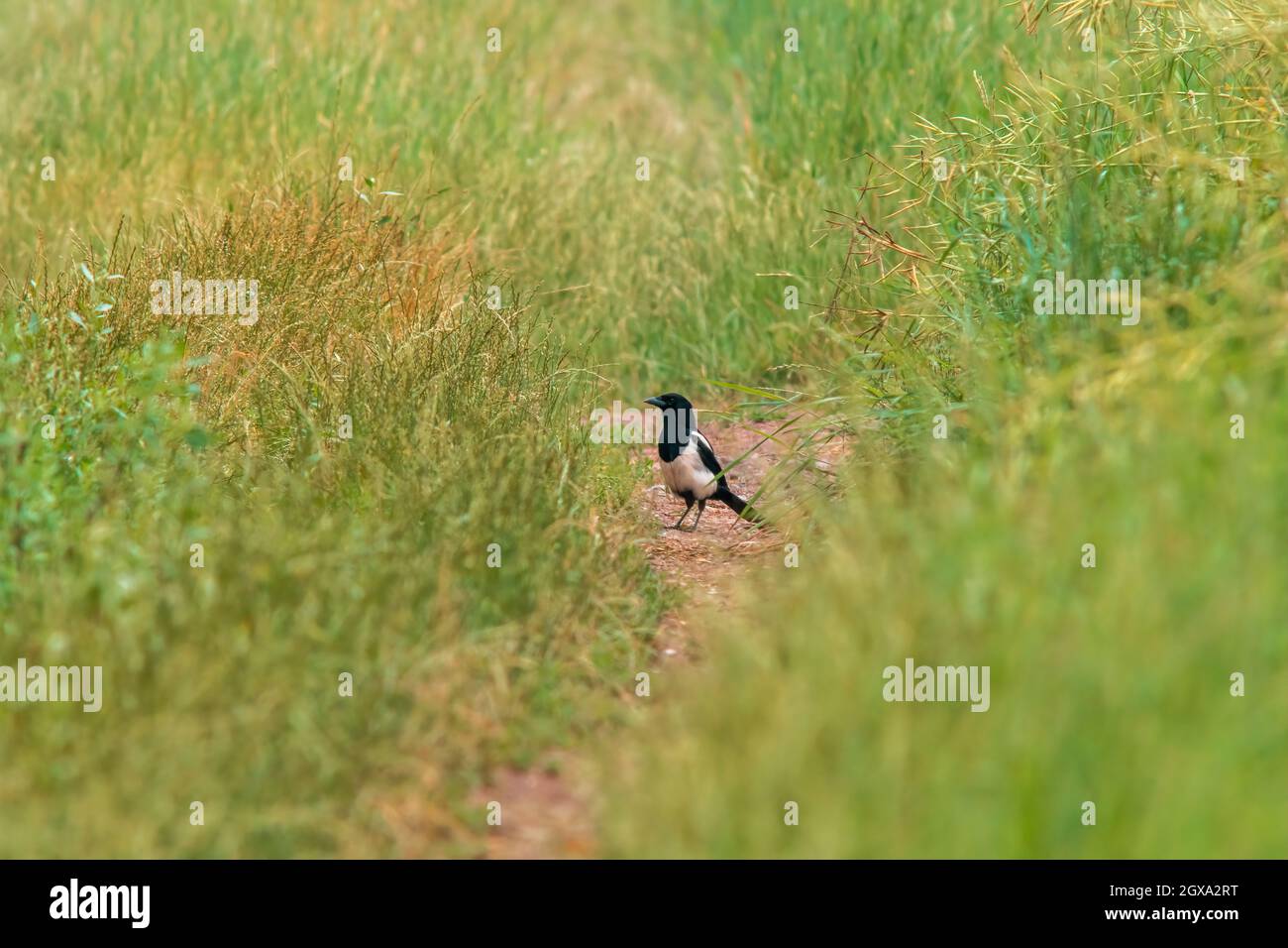 Eurasian magpie food hi-res stock photography and images - Alamy