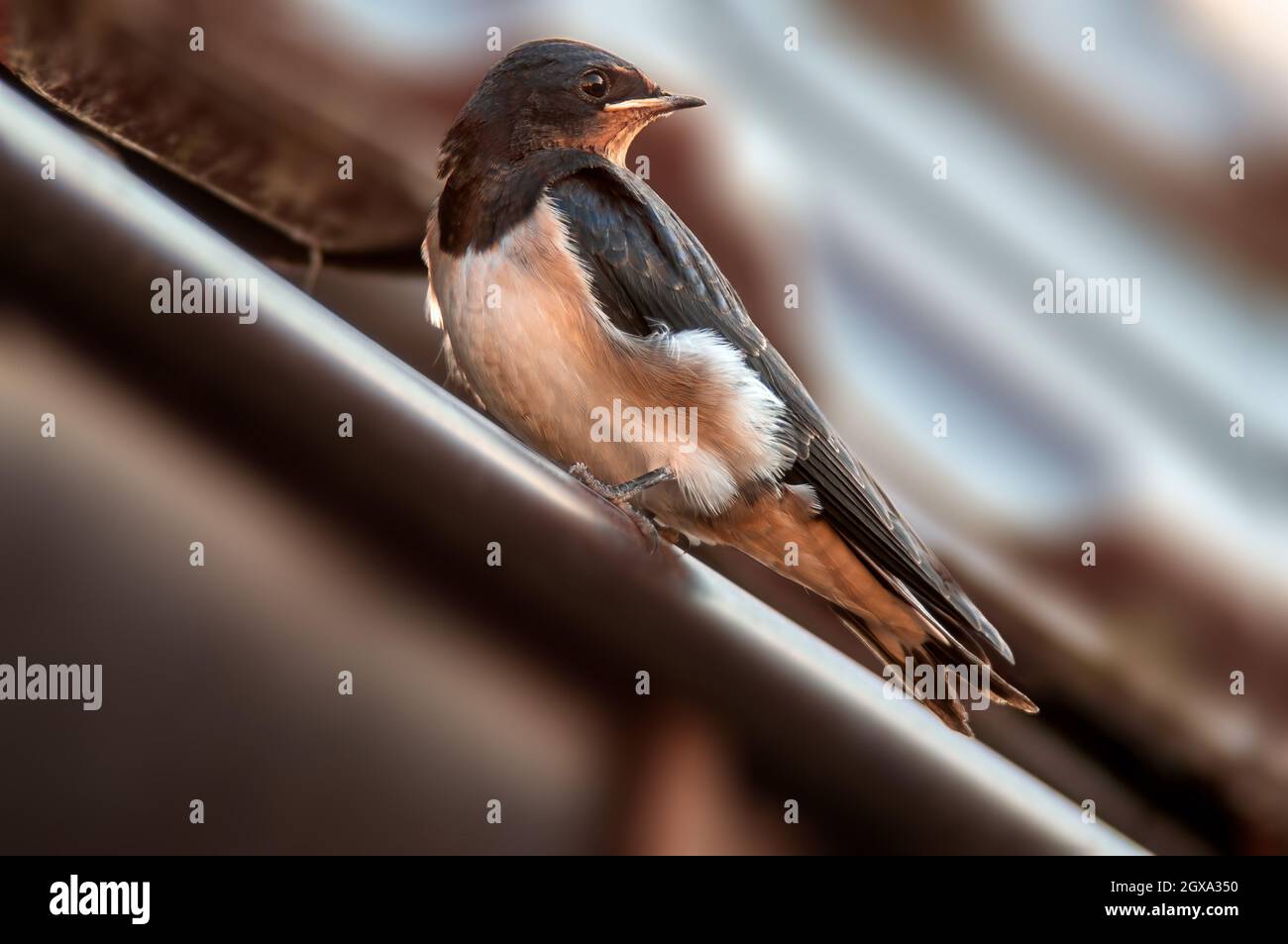 a young barn swallow at feeding Stock Photo - Alamy