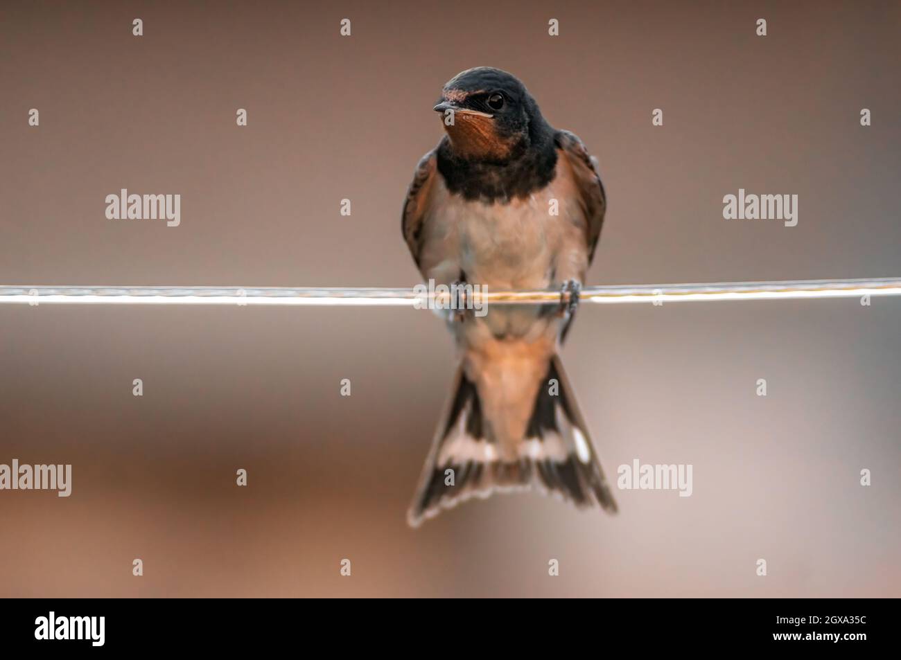 Portrait of a flying barn swallow hi-res stock photography and images ...