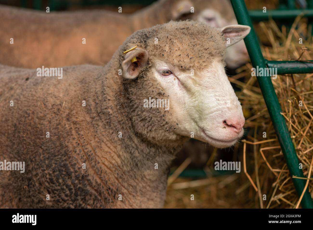 Sheep in a pen, livestock animal on a farm Stock Photo - Alamy
