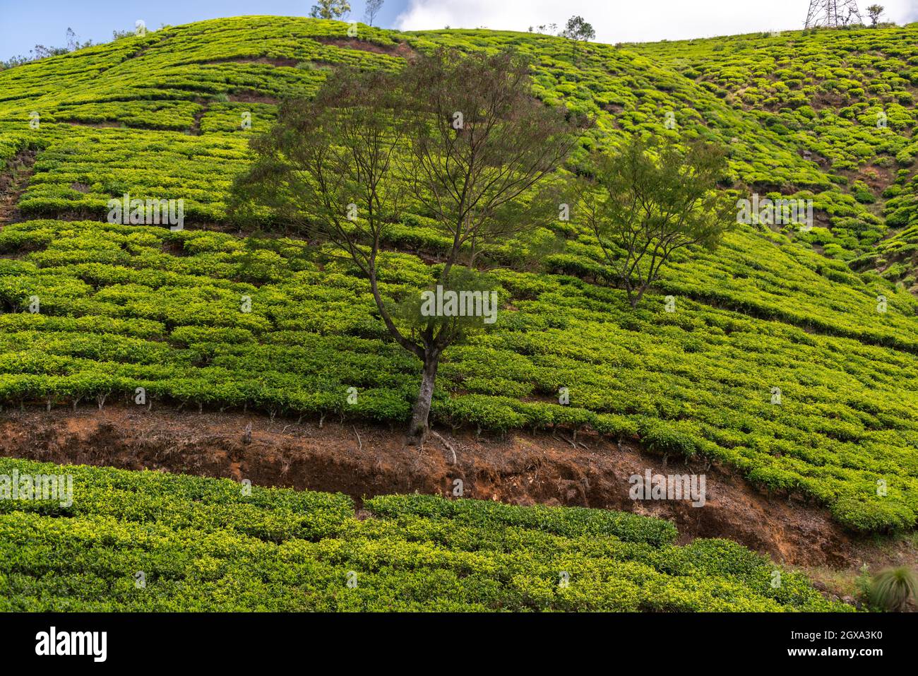 Sri lanka kandy tea estate hi-res stock photography and images - Alamy