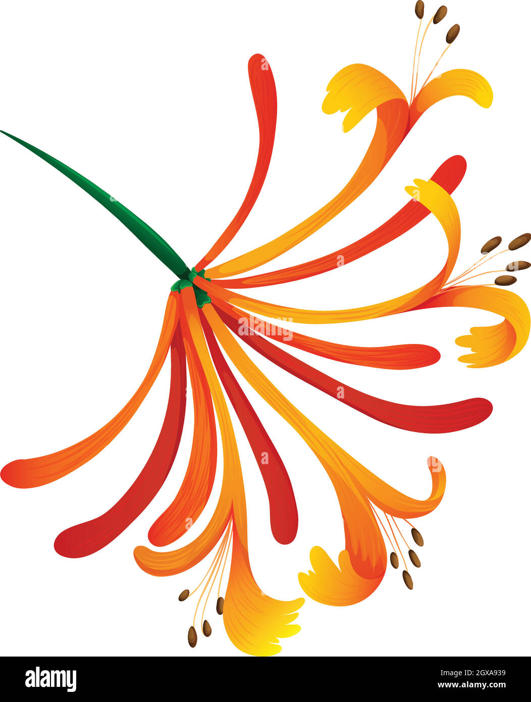 Honeysuckle botanical illustration Stock Vector Images - Alamy