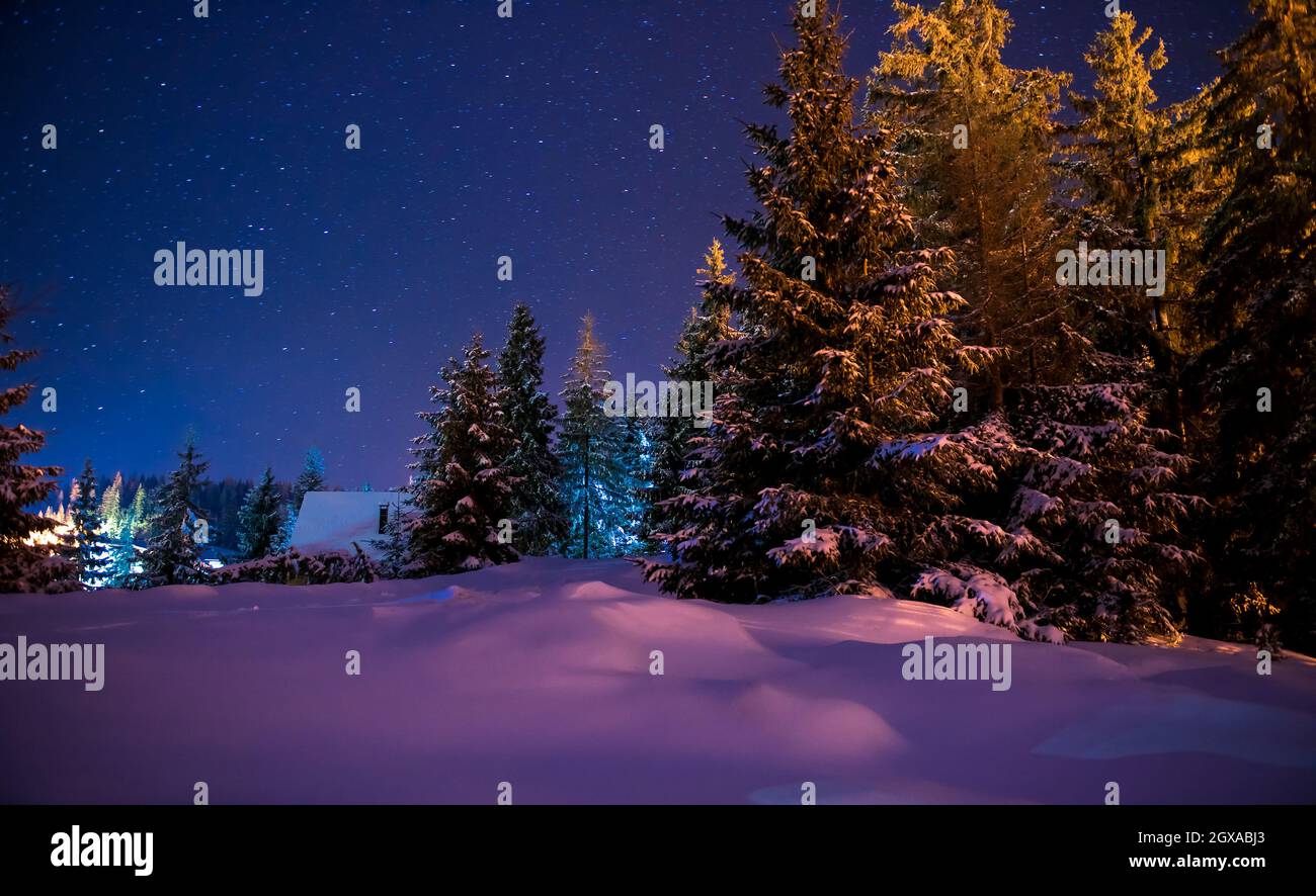 Beautiful winter night landscape with starry sky and snow covered trees ...