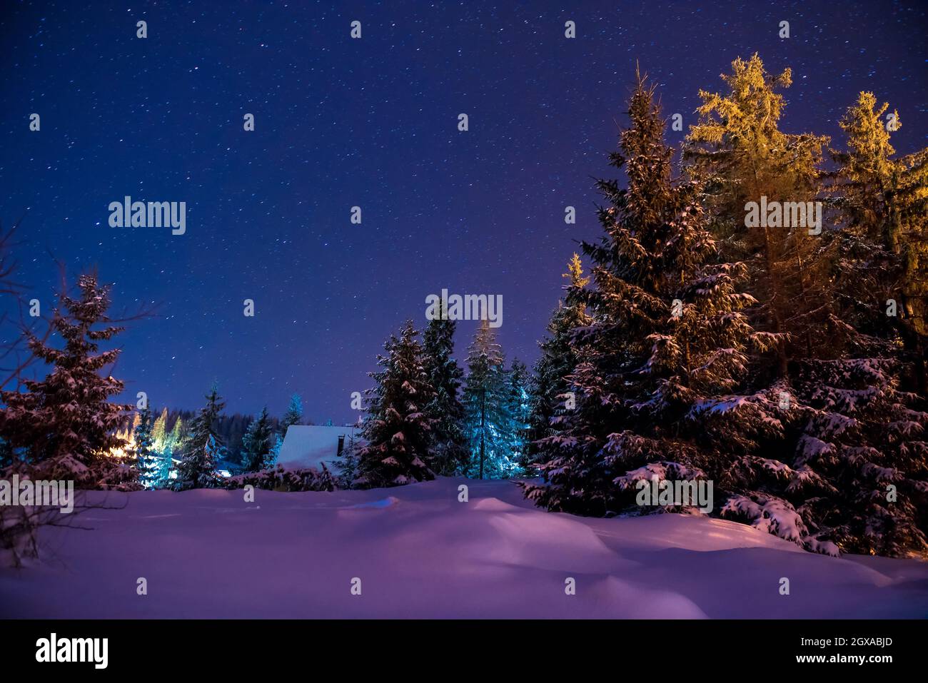 Beautiful winter night landscape with starry sky and snow covered trees ...