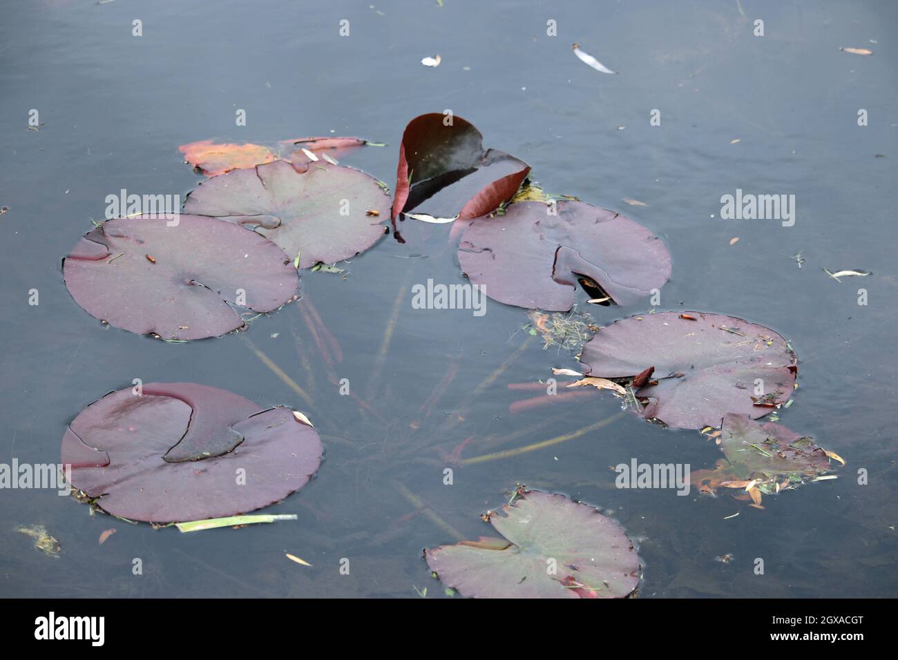 Red water lily, Nymphaea species, leaves floating on a pond with the ...