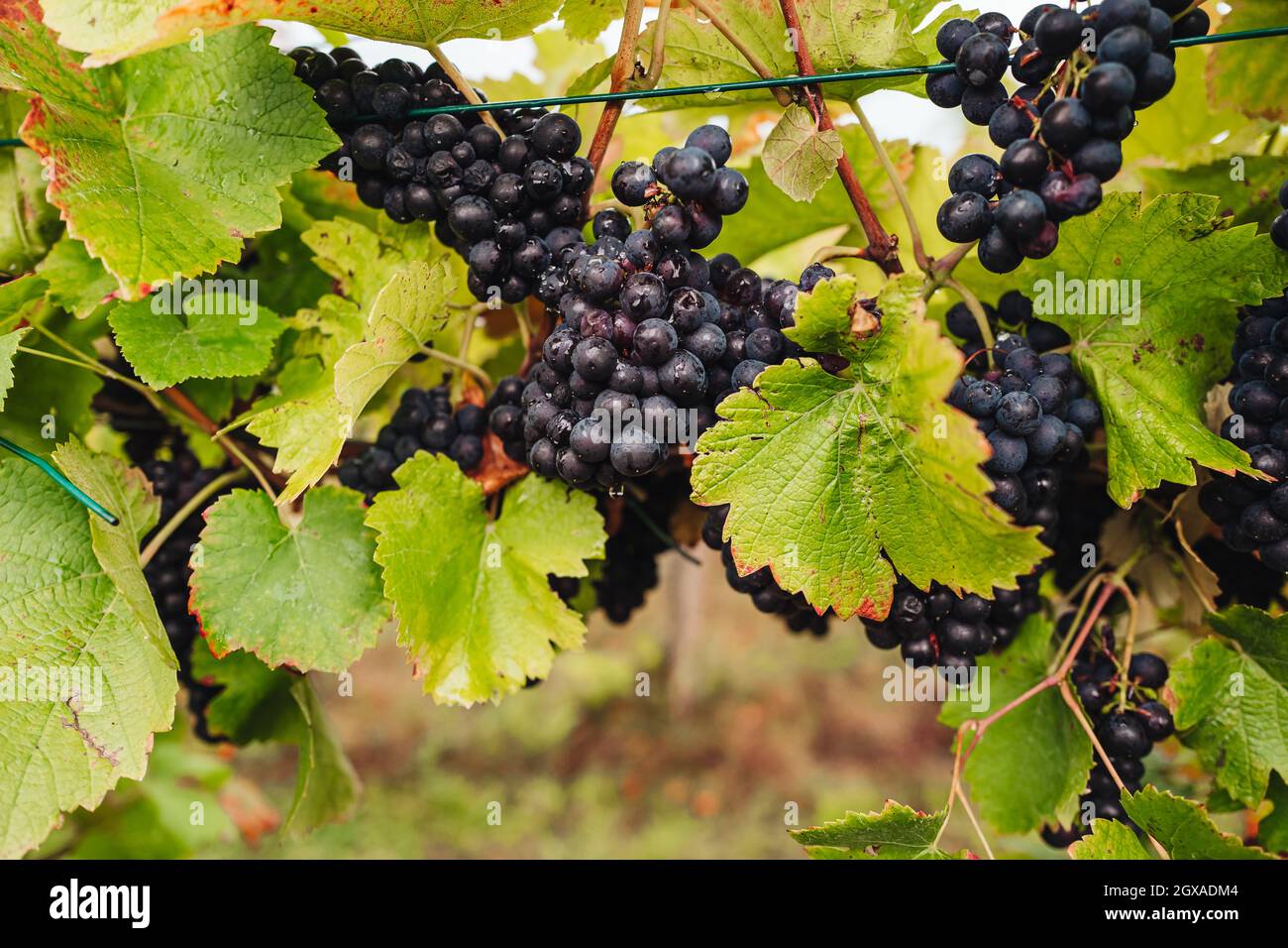 REMICH, LUXEMBOURG-OCTOBER 2021: Reportage at the seasonal Pinot Noir ...