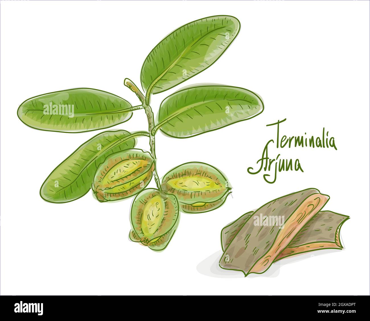 Arjun tree hi-res stock photography and images - Alamy