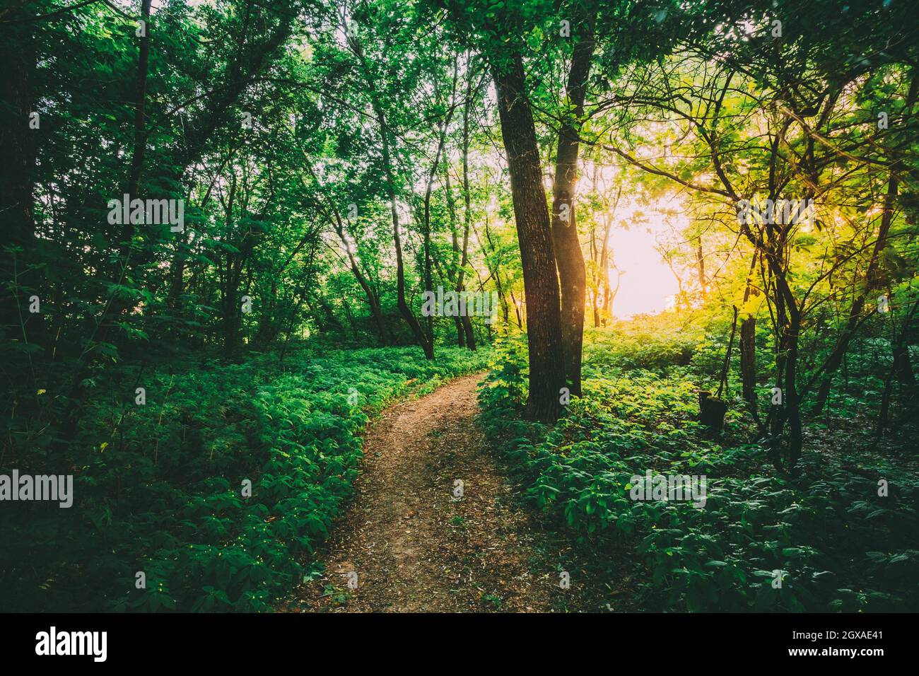 The Summer Landscape With Forest Path Going Ahead To Sunset Sunrise ...