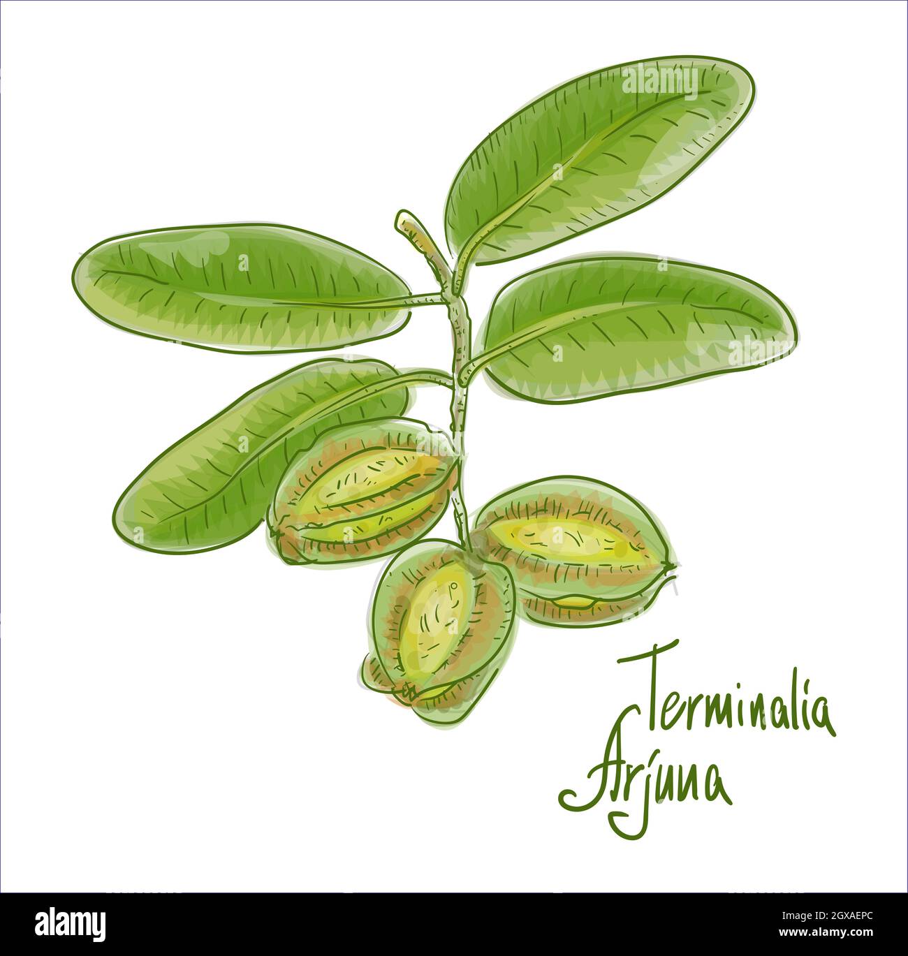 Terminalia arjuna or arjun tree, kukubha. Vector illustration Stock ...