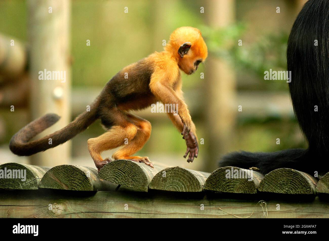 Four week Laa Laa , a rare francois' langur monkey arrives at London ...