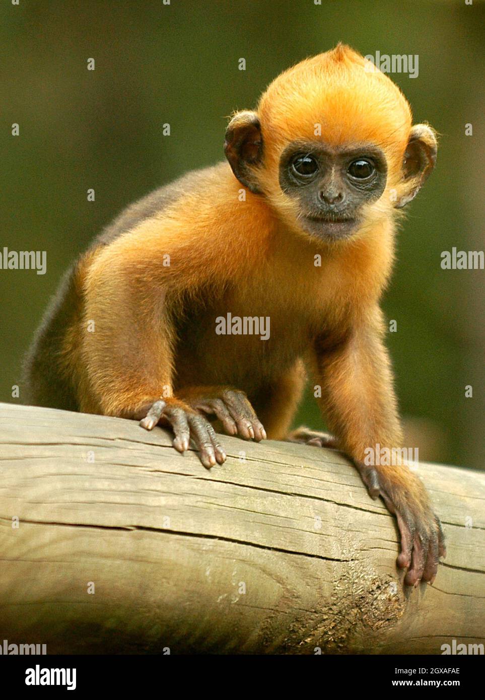 Four week Laa Laa , a rare francois' langur monkey arrives at London ...