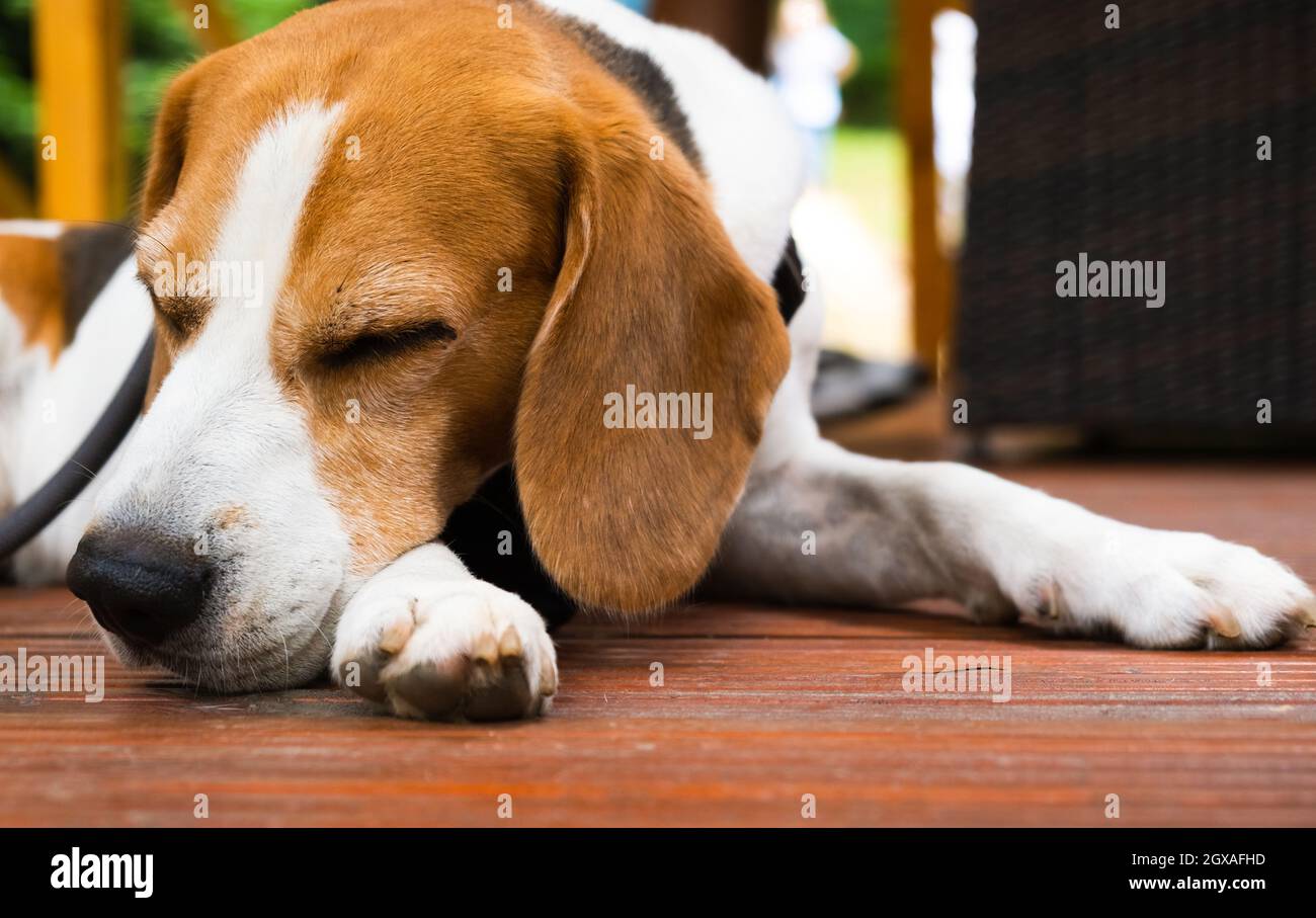 Beagle dog outdoors portraitof tricolor breed Stock Photo - Alamy