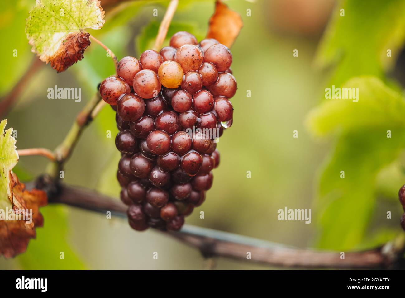 REMICH, LUXEMBOURG-OCTOBER 2021: Reportage at the seasonal Pinot Noir ...