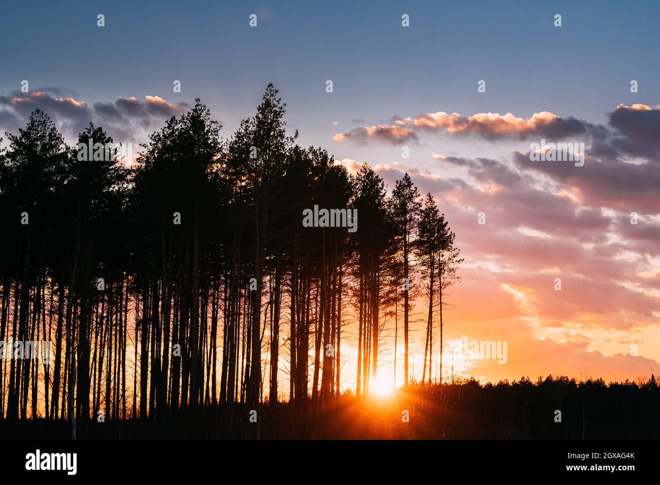 Sunset through dark forest hi-res stock photography and images - Alamy