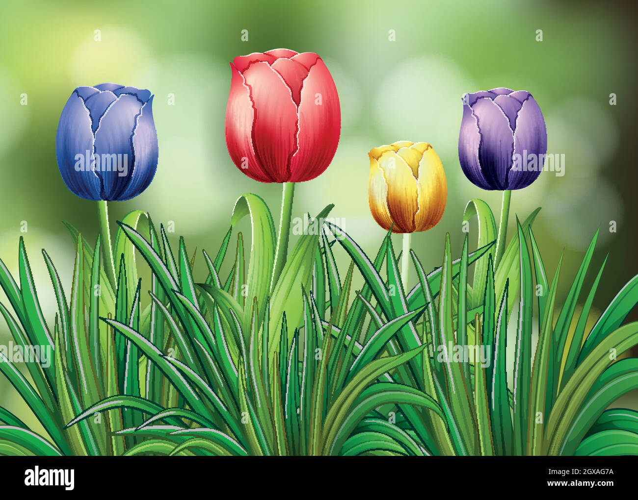 Tulip in blossom spring Stock Vector Images - Alamy