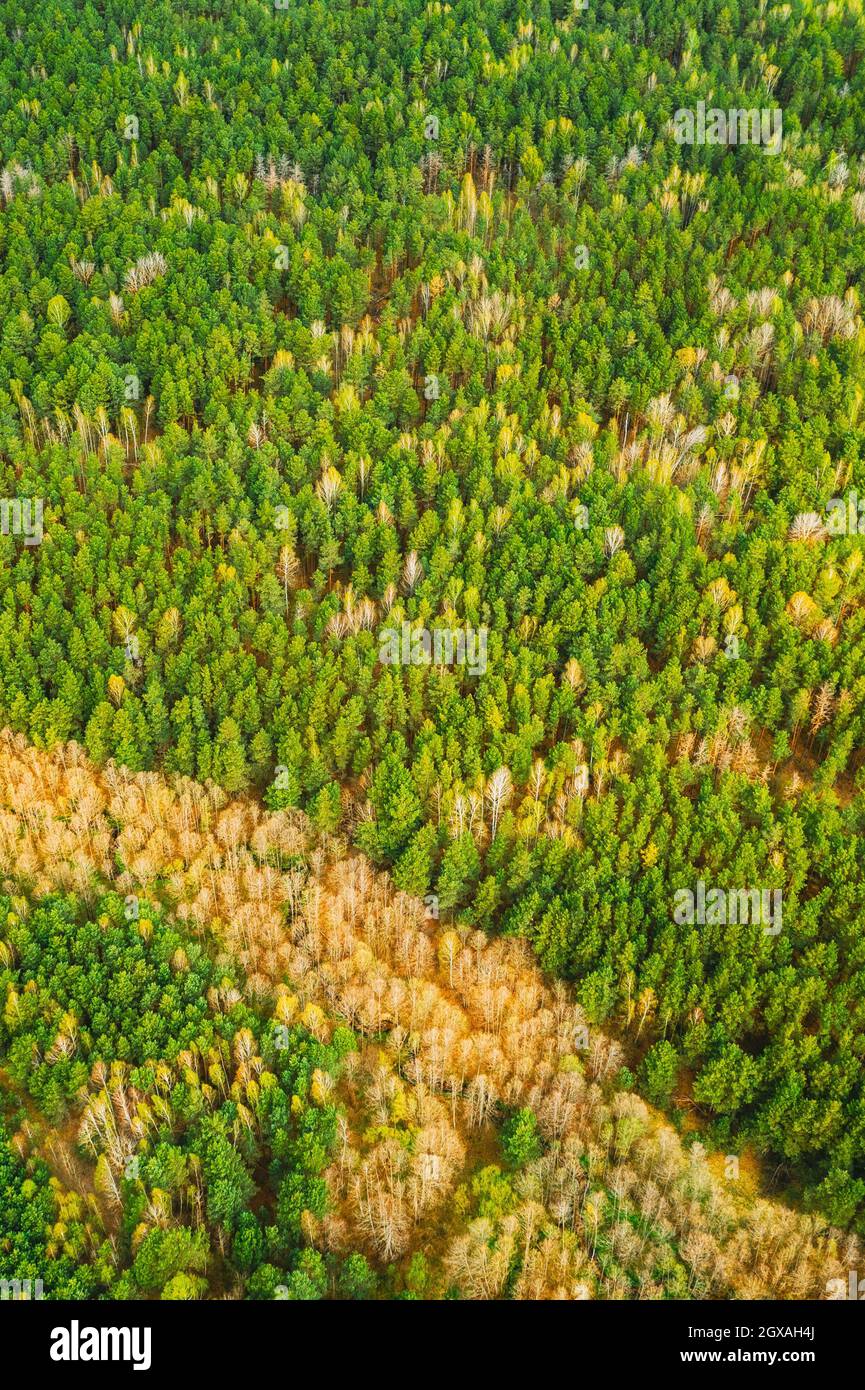 Spring Season. Aerial View Of Deciduous Trees Without Foliage Leaves ...