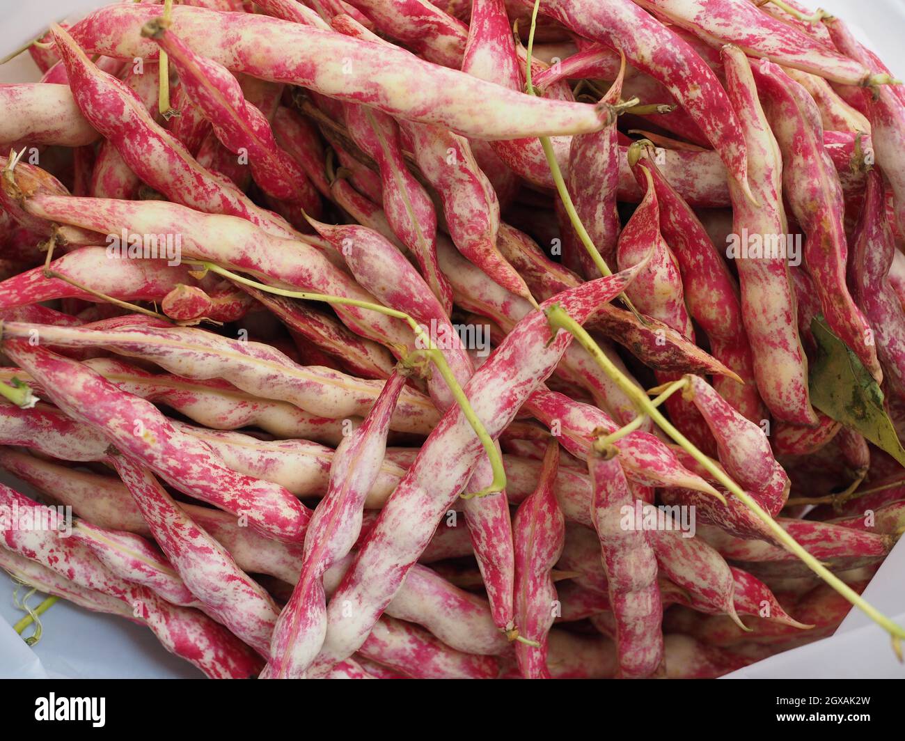 Common Bean Variety High Resolution Stock Photography and Images - Alamy
