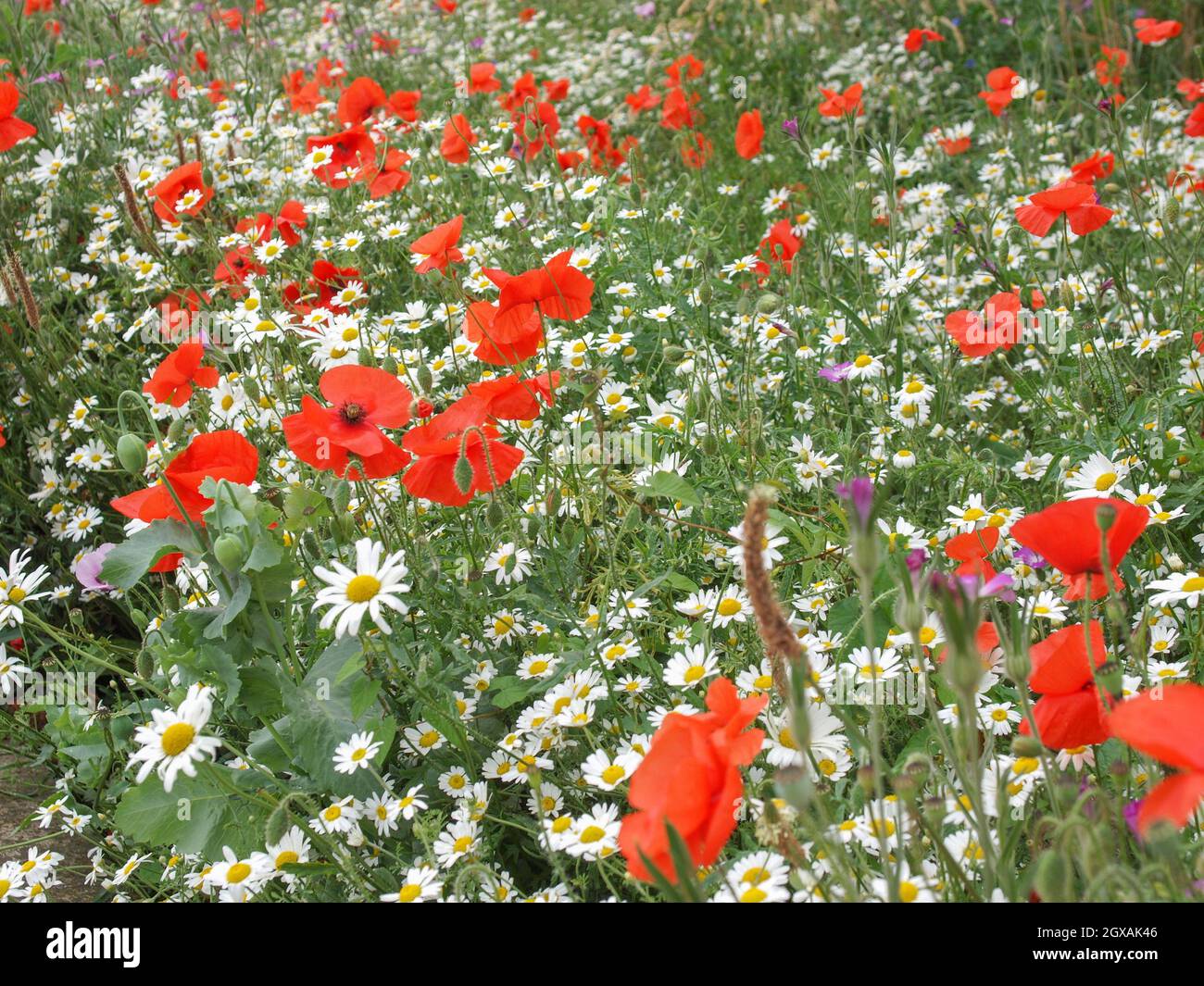 Family papaveraceae hi-res stock photography and images - Alamy