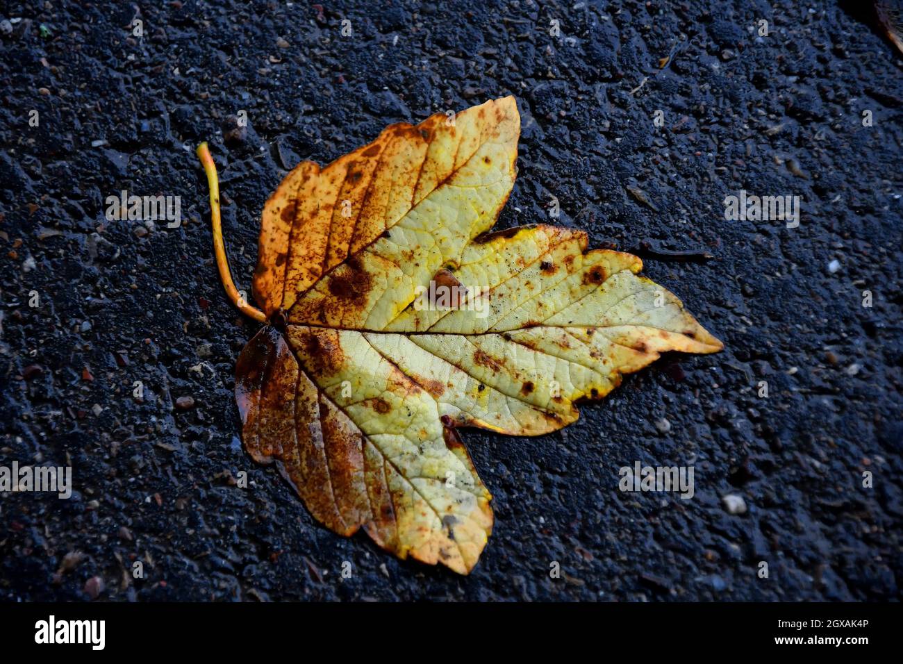 Wet maple hi-res stock photography and images - Alamy