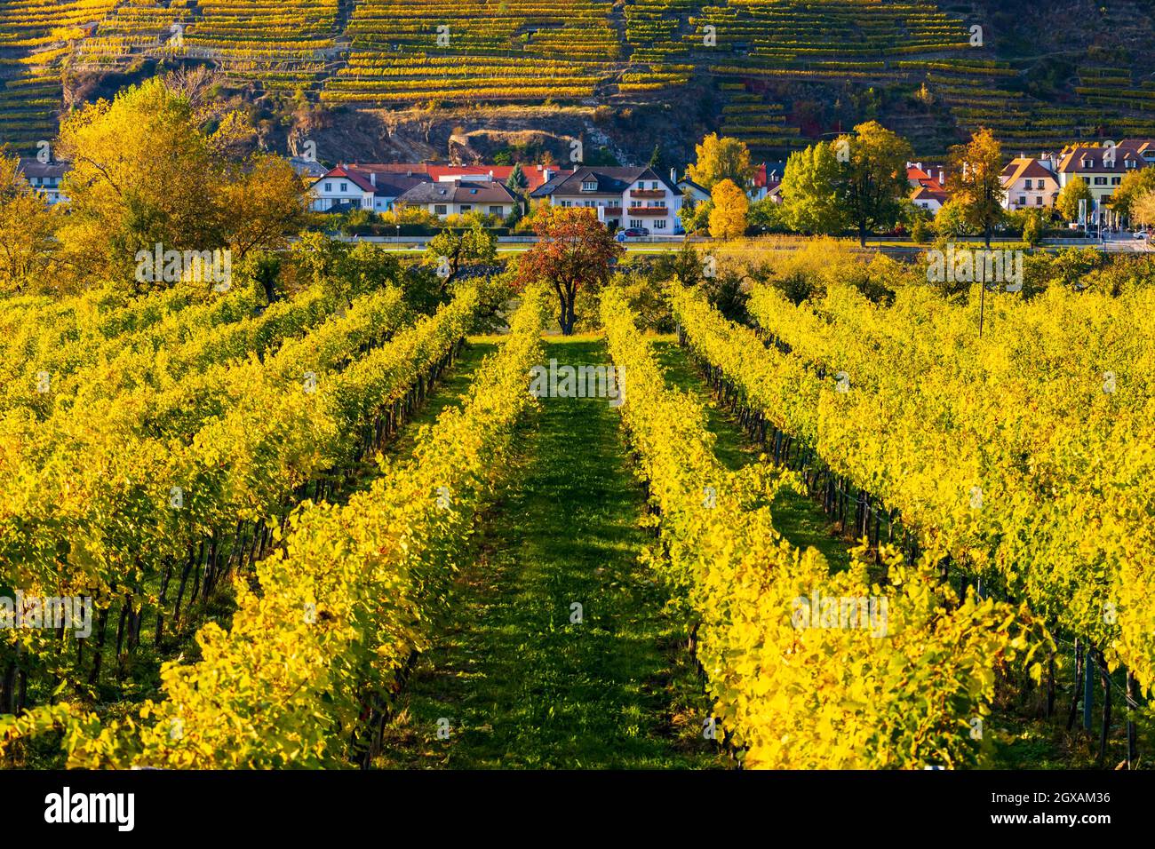 autumn vineyard and Spitz in Wachau region, Austria Stock Photo - Alamy