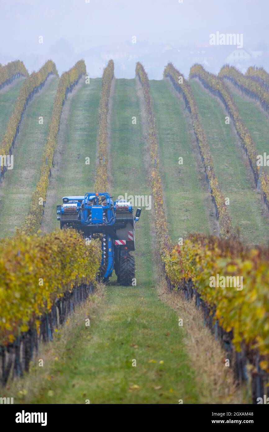 harvesting grapes with a combine harvester, Southern Moravia, Czech ...