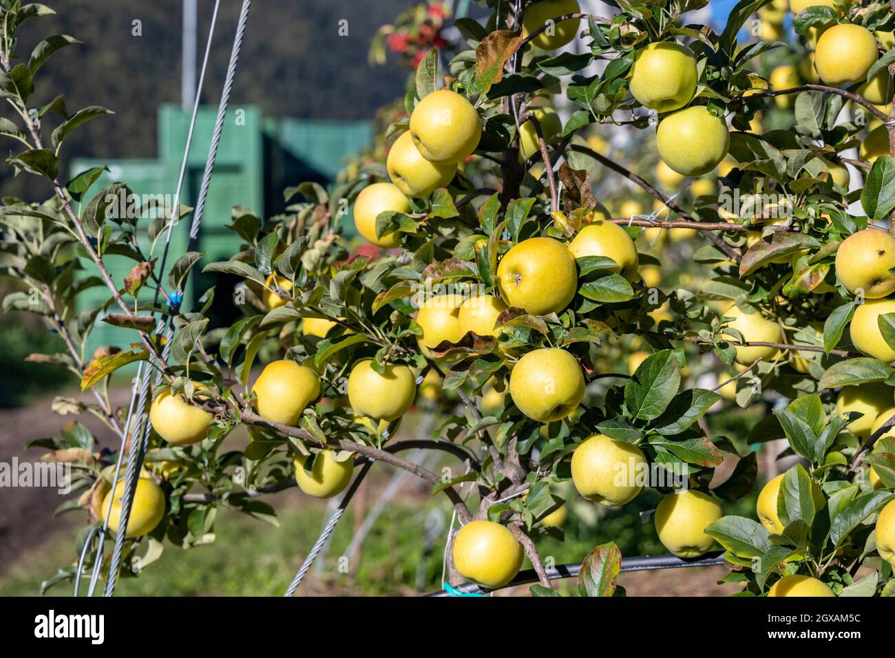 Apple orchard in italy hi-res stock photography and images - Alamy