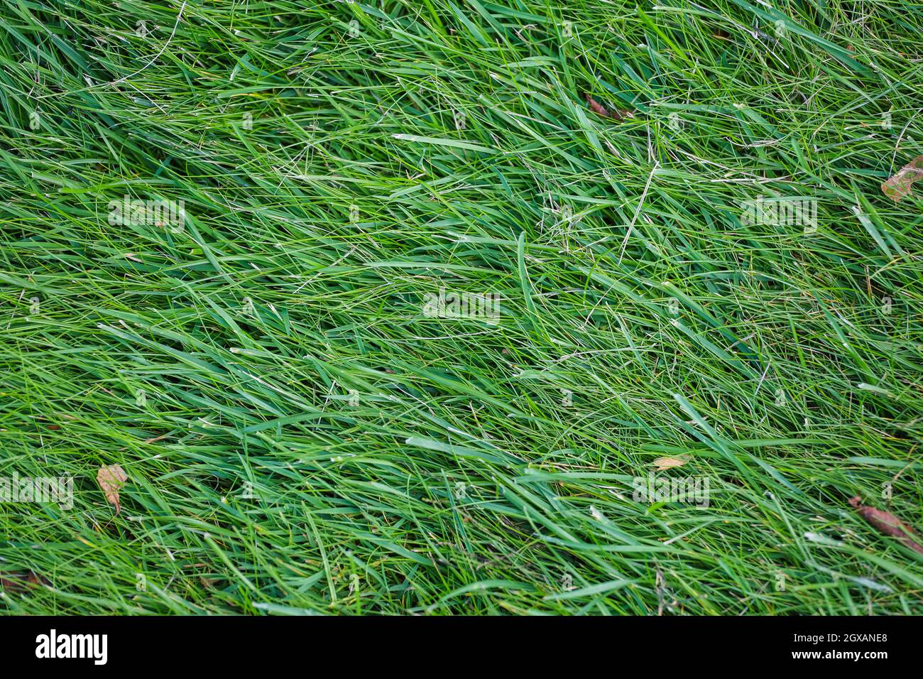 Green grass field, green lawn. Green grass for the golf course, soccer ...