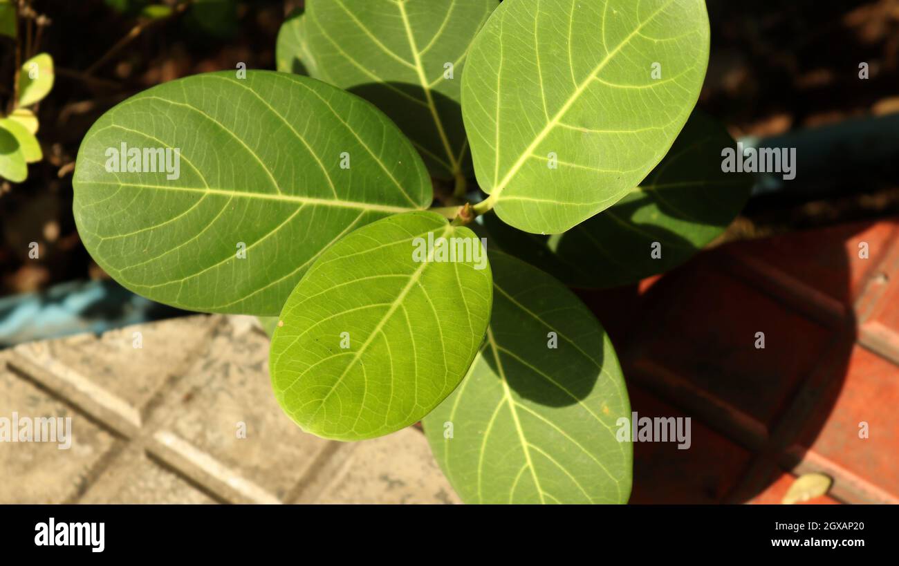 The sapling of the banyan tree Stock Photo - Alamy