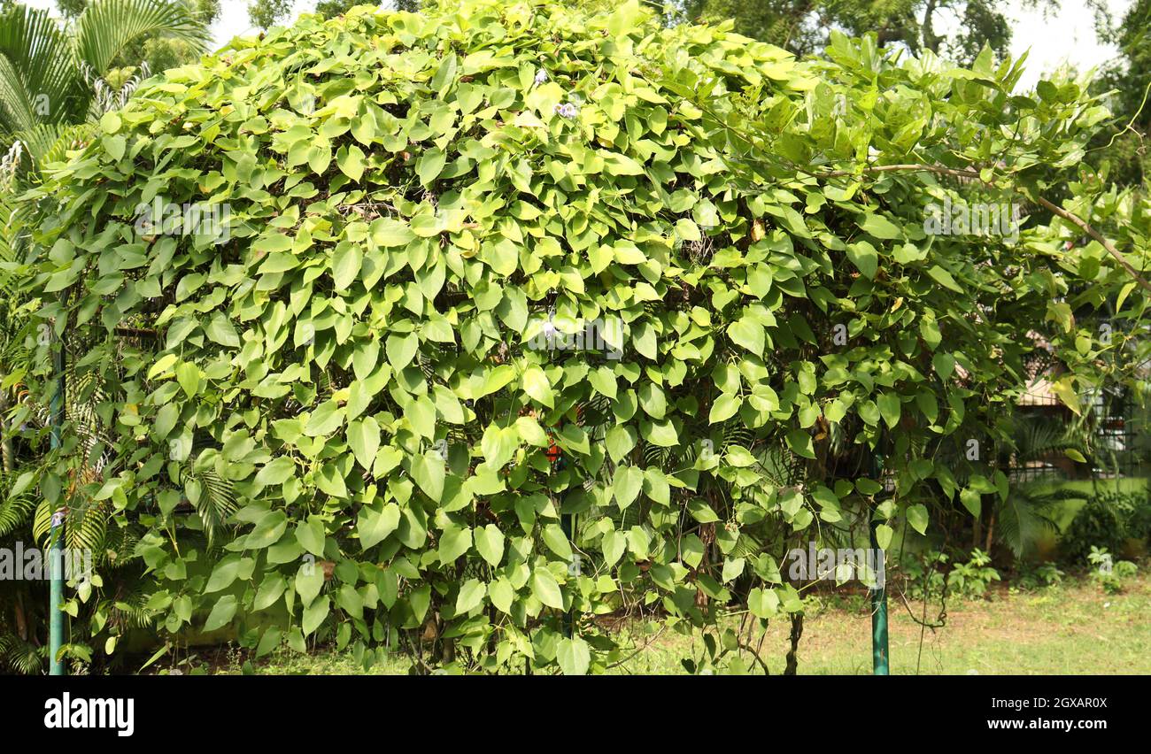 Beautiful long Plant vines it is very beautiful natural environment ...