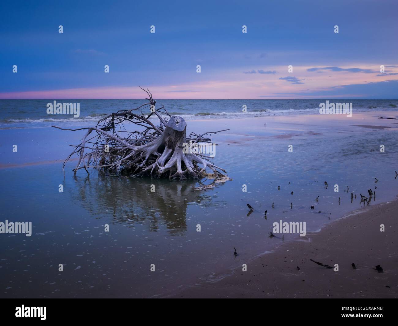 The dry tree big roots on a sandy beach in sea background Stock Photo ...