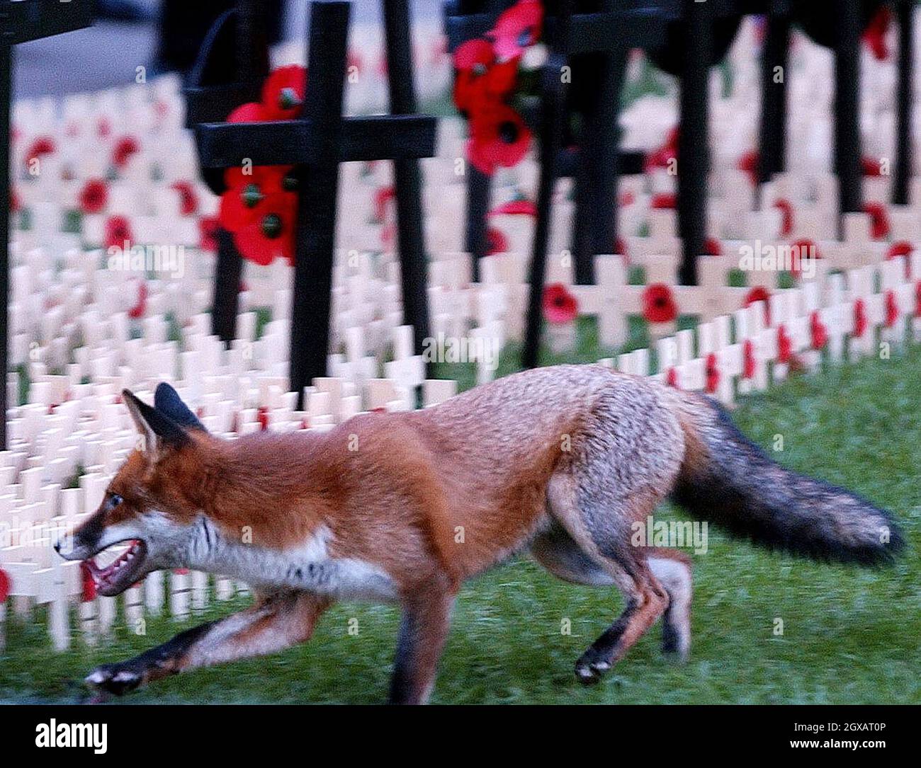 A fox runs through the crosses in the Field of Remembrance in the ...