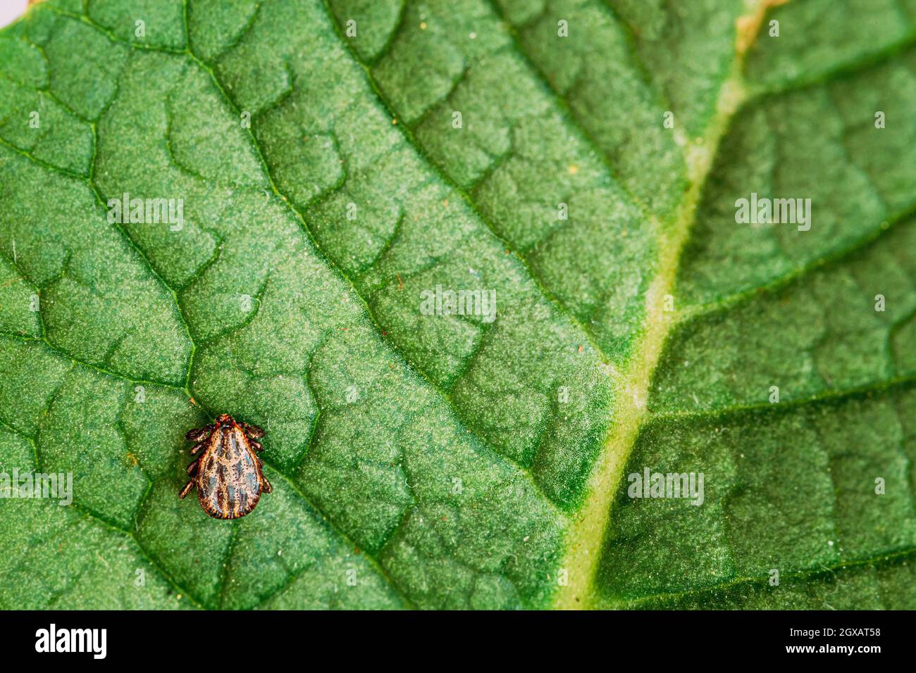 Dermacentor Reticulatus On Green Leaf. Also Known As The Ornate Cow ...