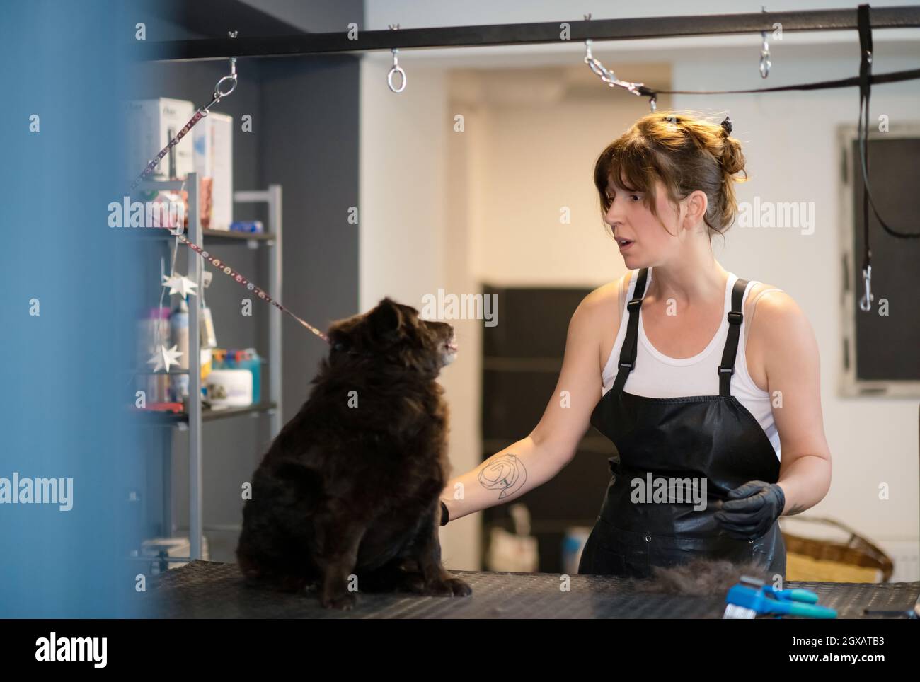 professional pet hairdresser hipster woman with tattoos cutting fur of ...