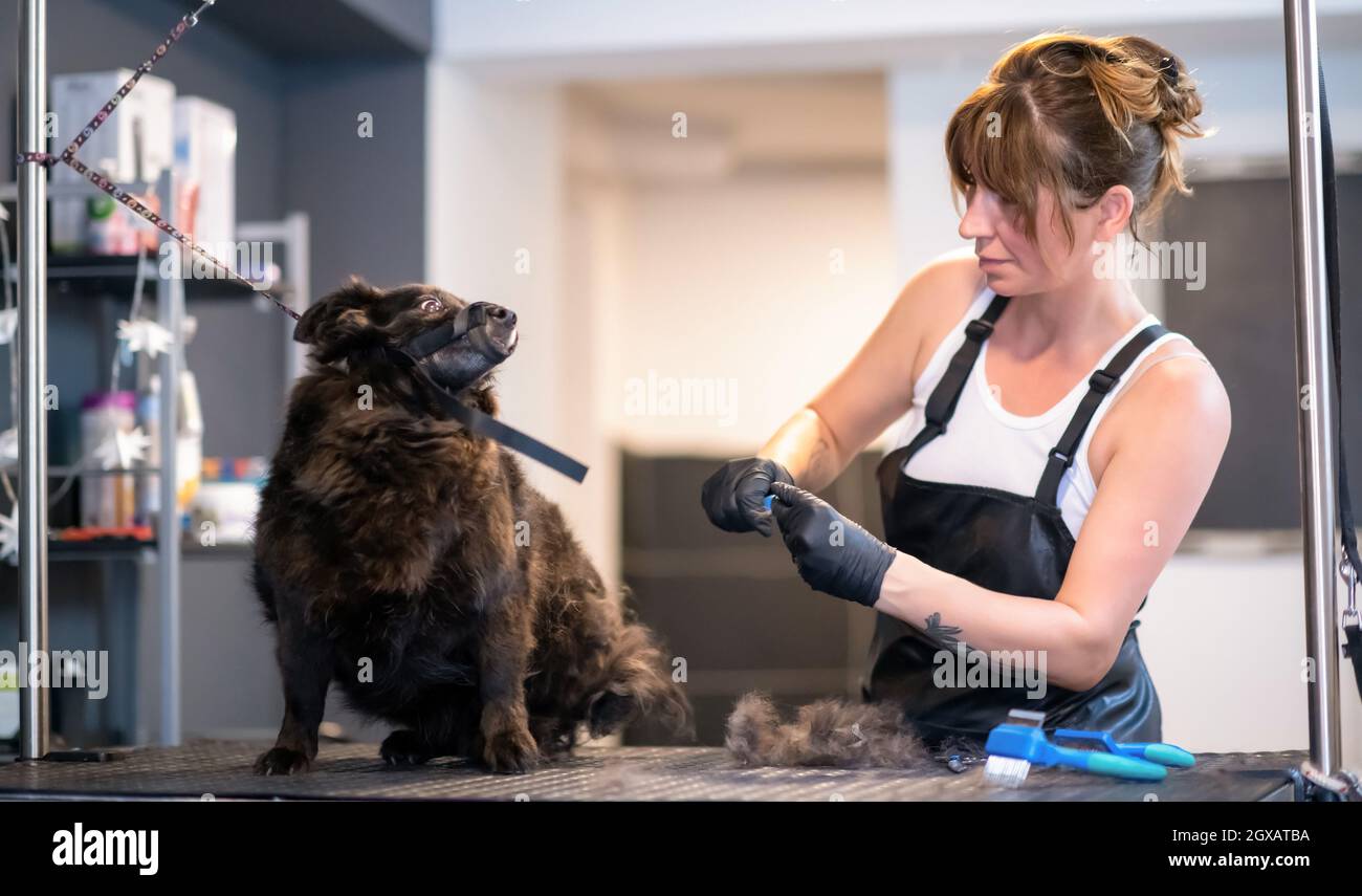 professional pet hairdresser hipster woman with tattoos cutting fur of ...