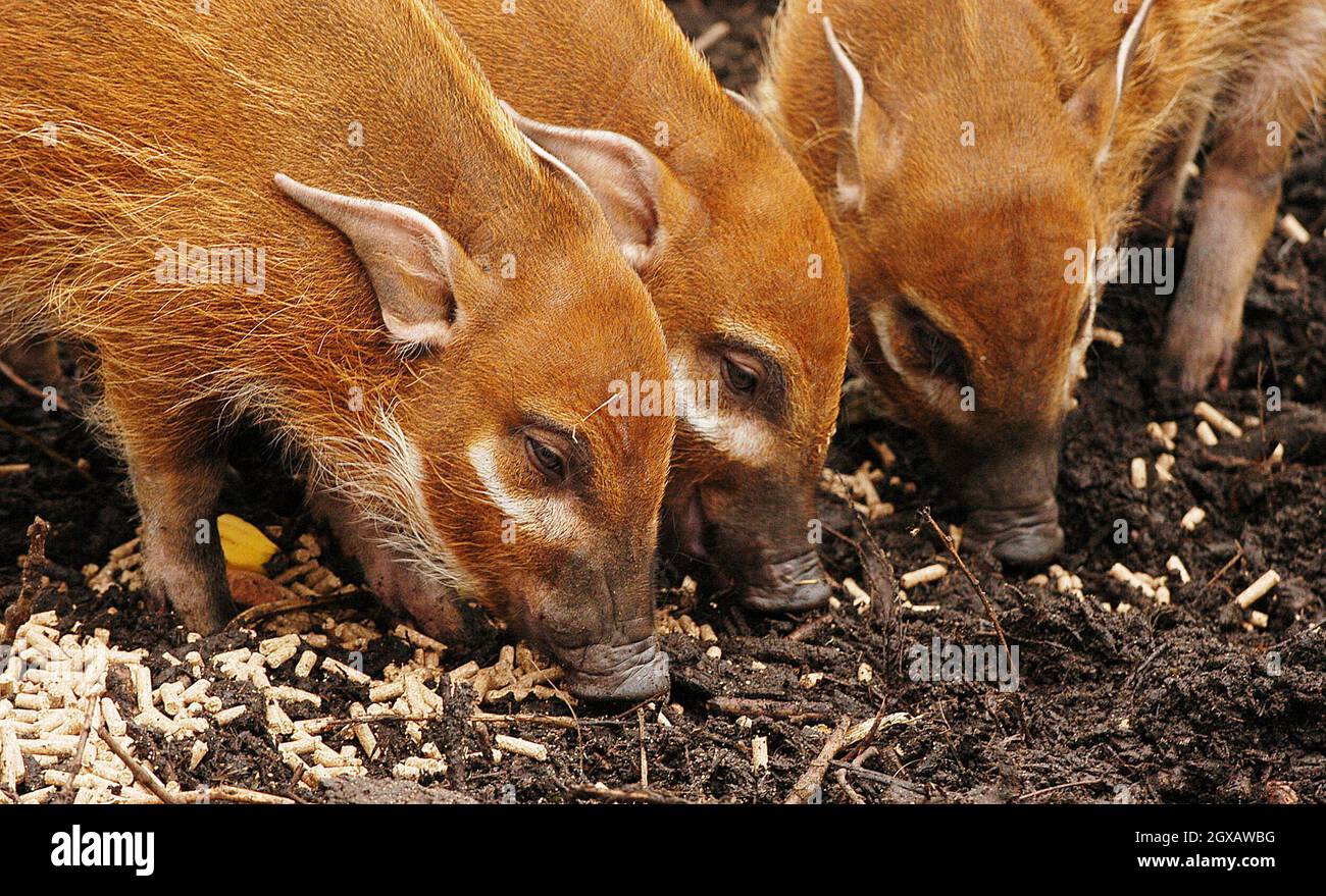 Three little red river hogs, Lola, Lotty and Lara, born on 19 September ...
