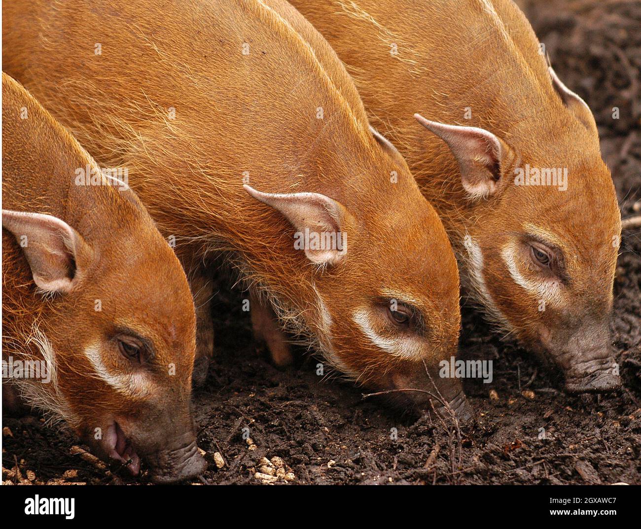 Three little red river hogs, Lola, Lotty and Lara, born on 19 September ...