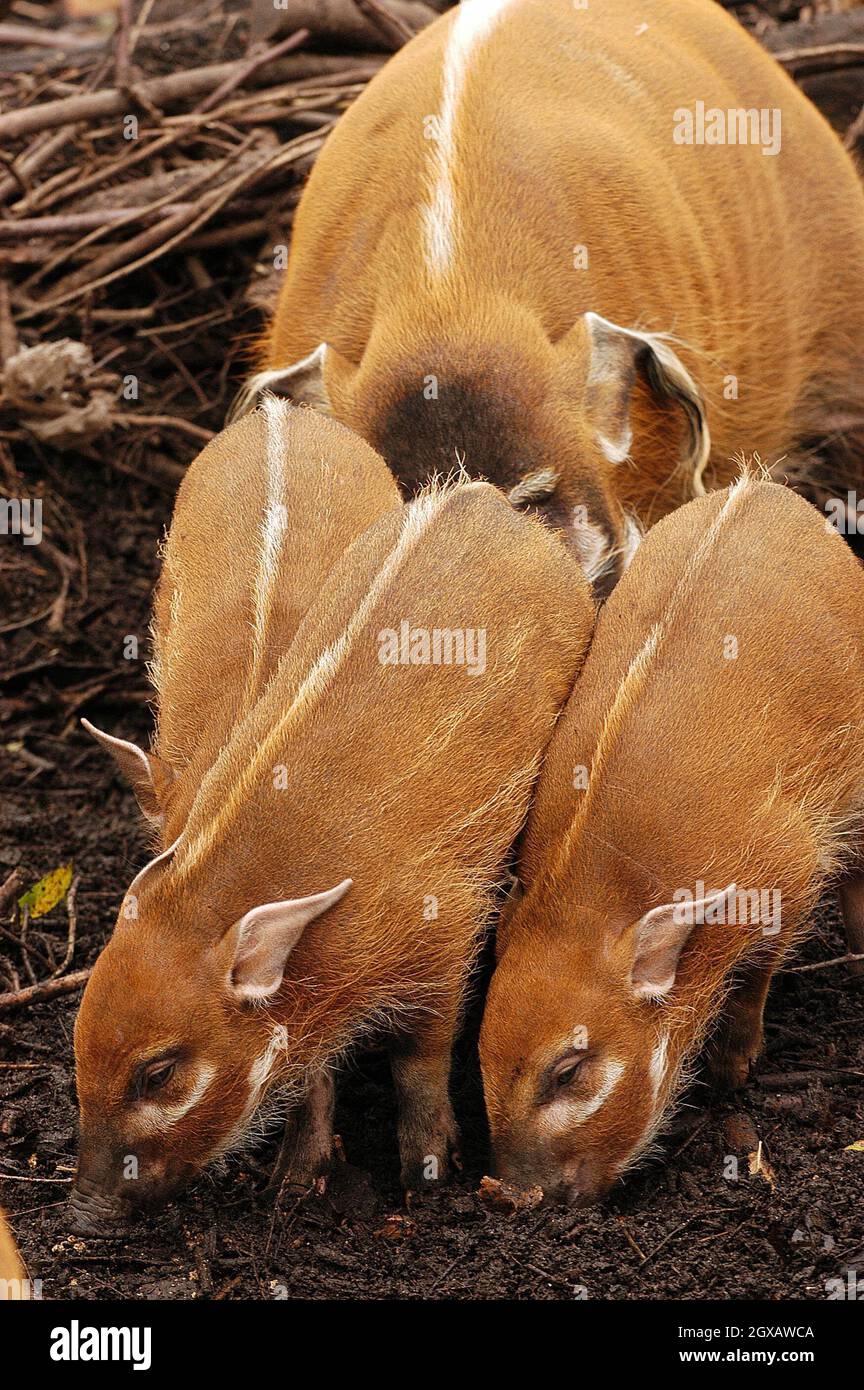 Three little red river hogs, Lola, Lotty and Lara, born on 19 September ...