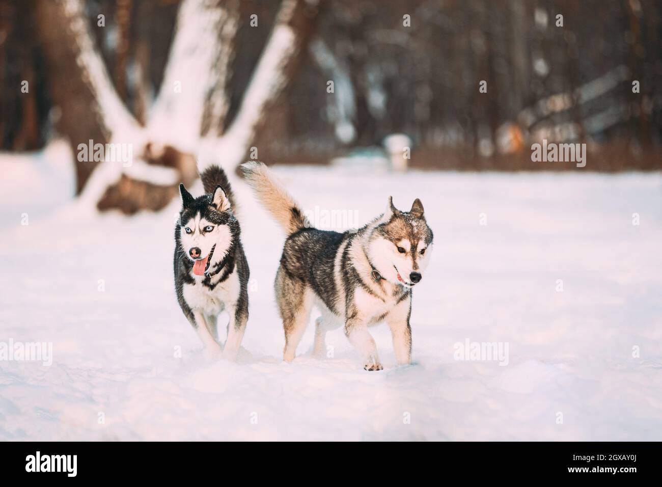 Happy dogs playing together hi-res stock photography and images - Alamy